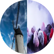 Global Frozen Food Market Case Study